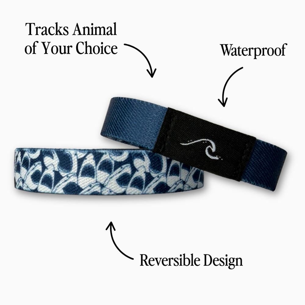 Ocean Animal Tracking Bracelet