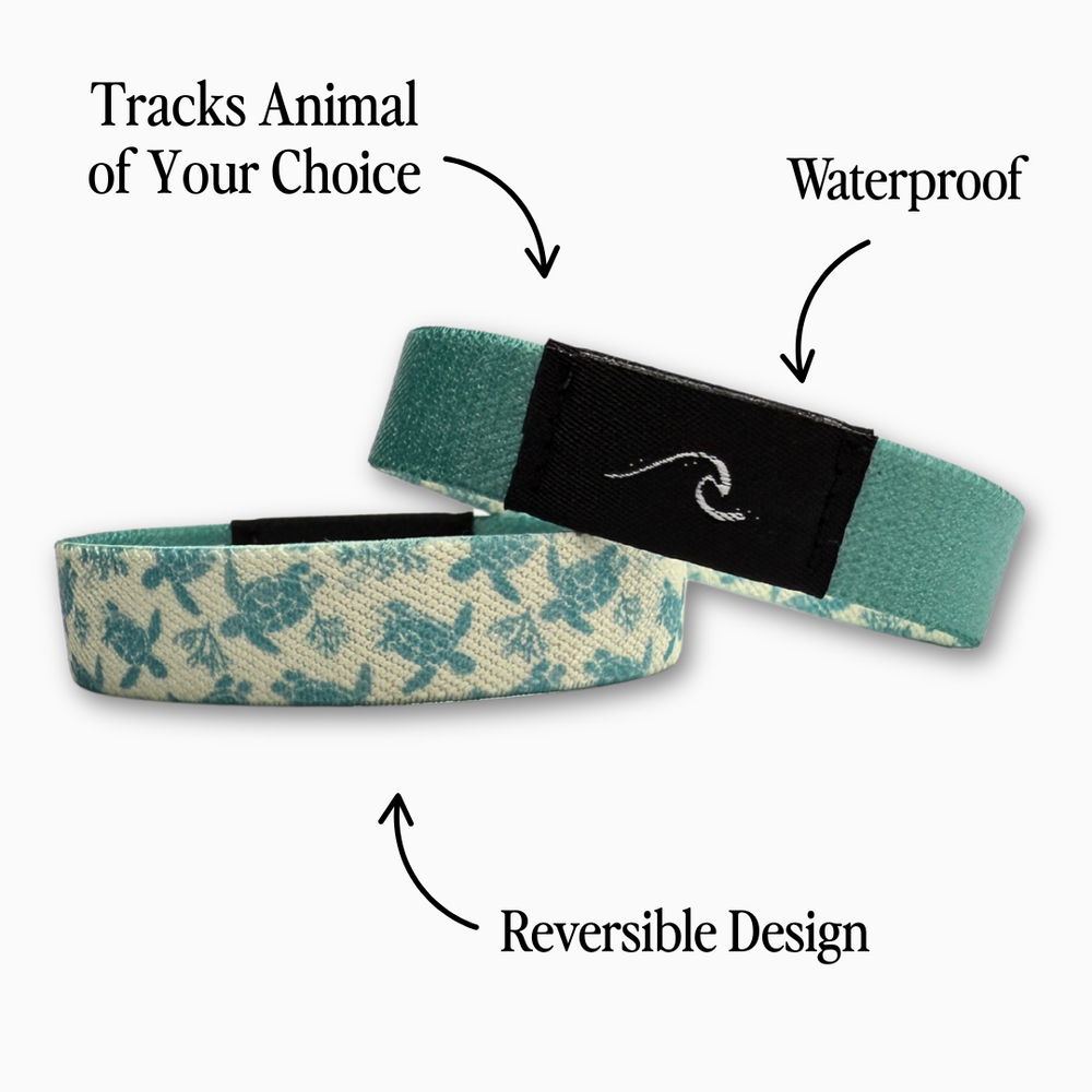Ocean Animal Tracking Bracelet